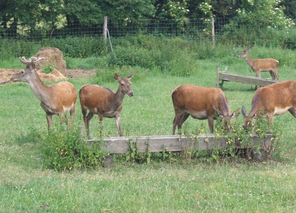 Damwild-Kitze im Freigehege | Hofgut Kaltenbach