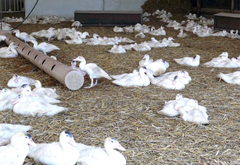 Enten im Stall | Hofgut Kaltenbach